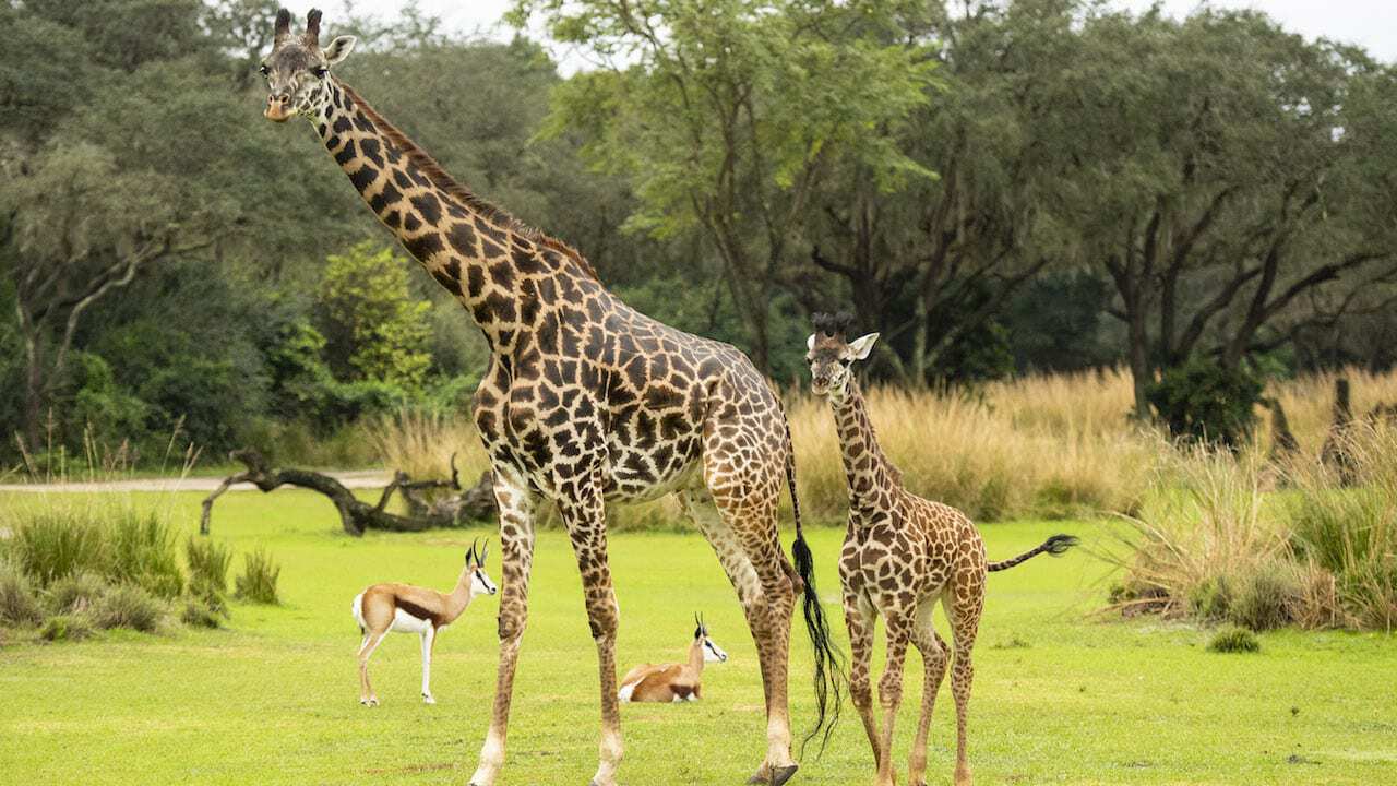 PHOTOS: Meet Amira, the Newest Giraffe in Disney's Animal Kingdom